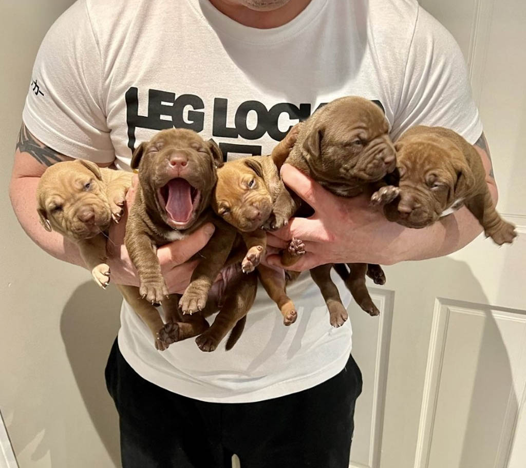 Santos Bullz ADBA Top Athletic Dogs Pit Bull Puppies for Sale Breeder