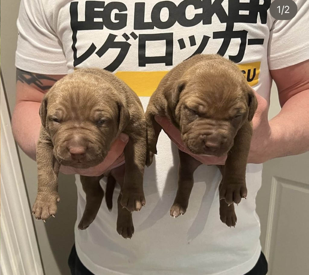 Santos Bullz ADBA Top Athletic Dogs Pit Bull Puppies for Sale Breeder